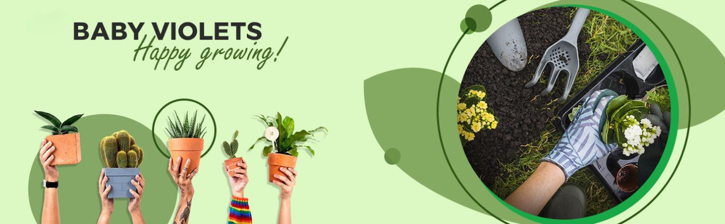 Baby Violets – African Violet Houseplants