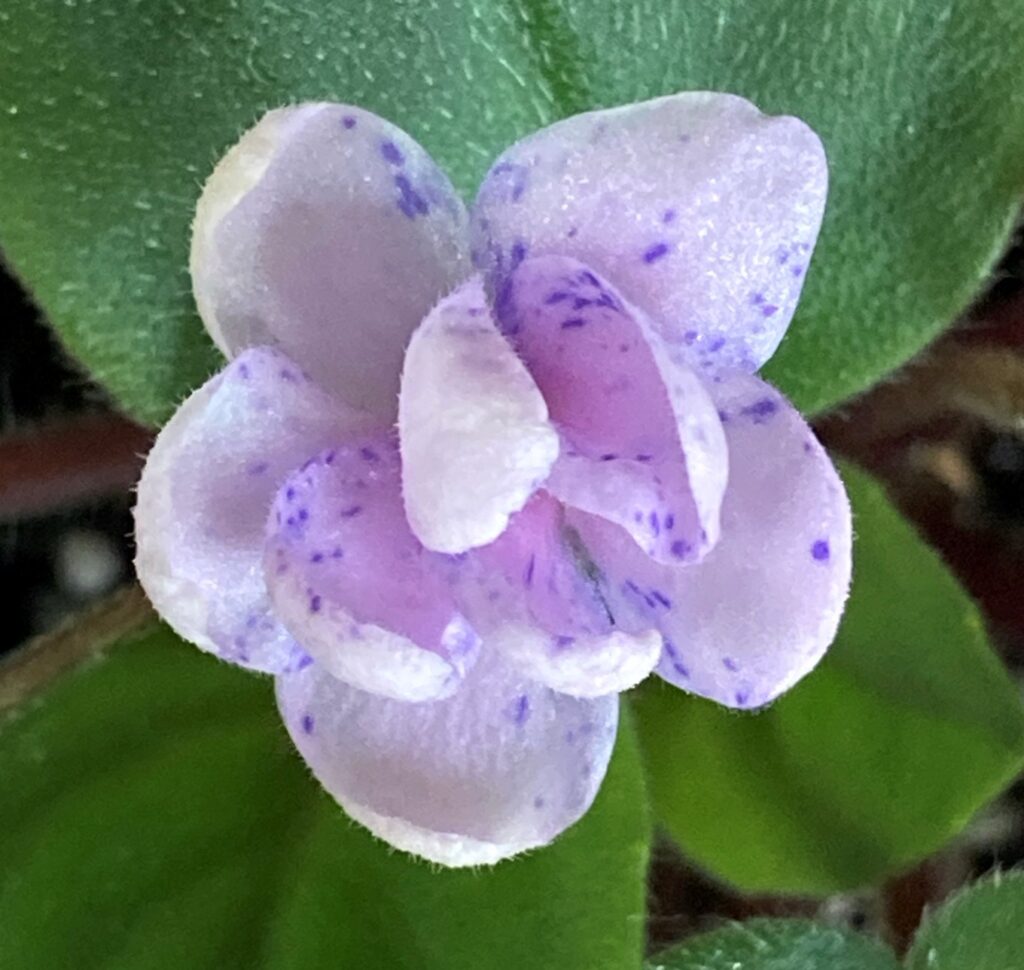 Rob’s Boolaroo Semi Trailer – Baby Violets