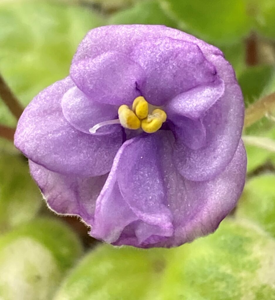 Rob’s Silver Spook Semi Mini – Baby Violets