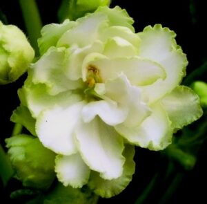 Spring Rose Standard – Baby Violets