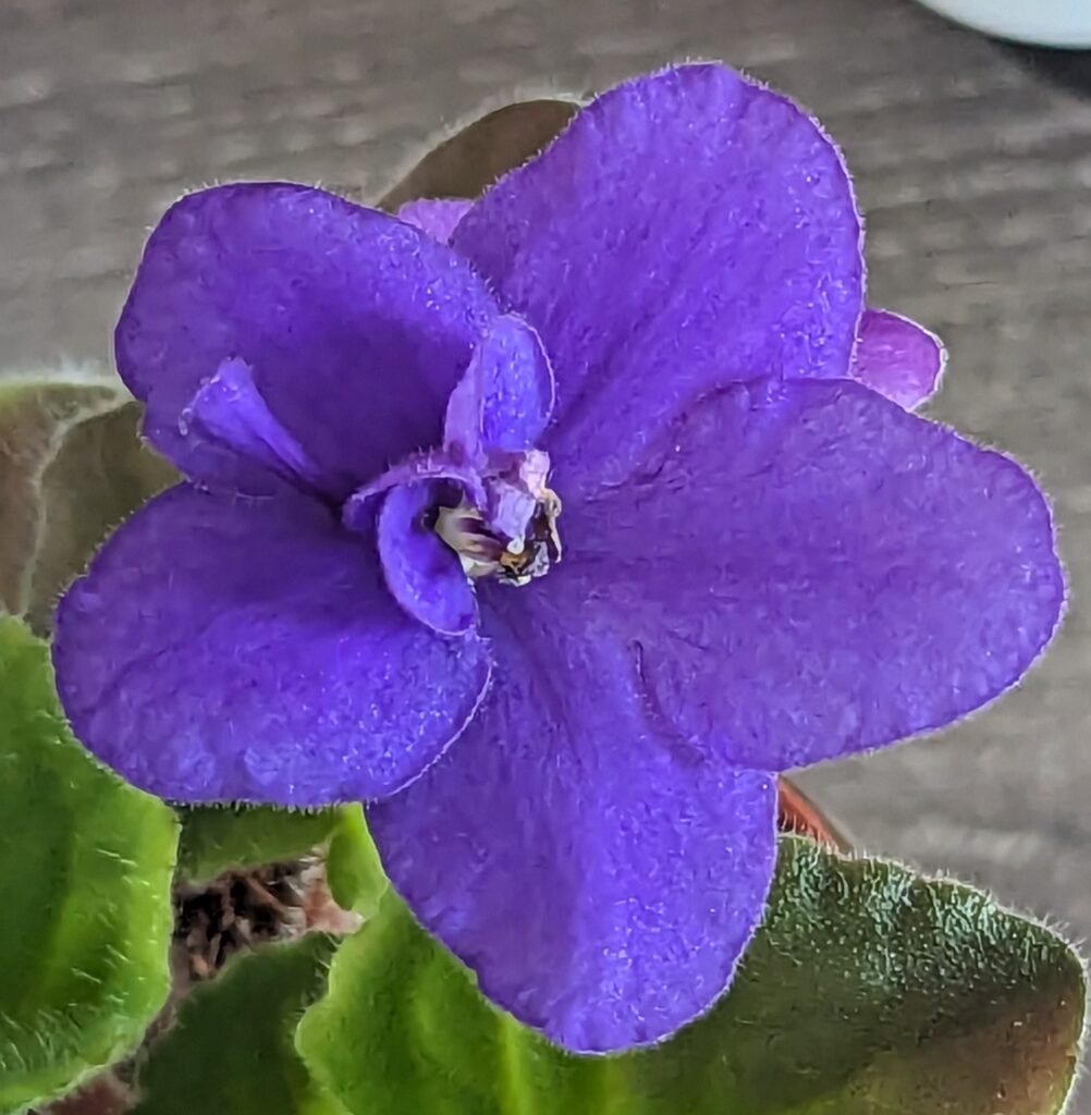 The King Standard 1975 – Baby Violets