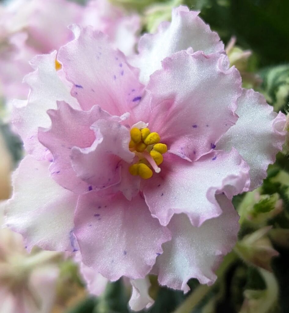 African Violet Plants – Baby Violets