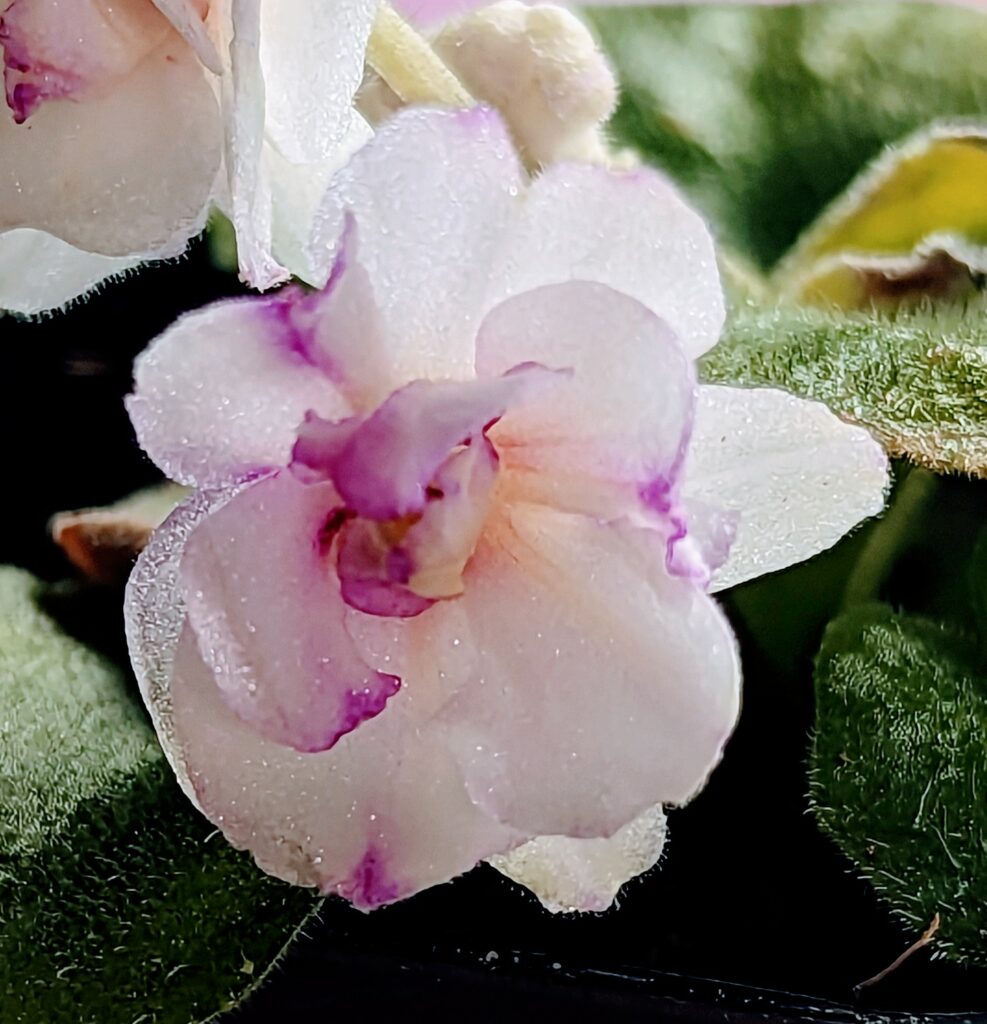 African Violet Plants – Baby Violets