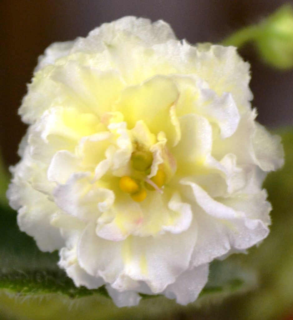 Mellow Yellow Standard – Baby Violets