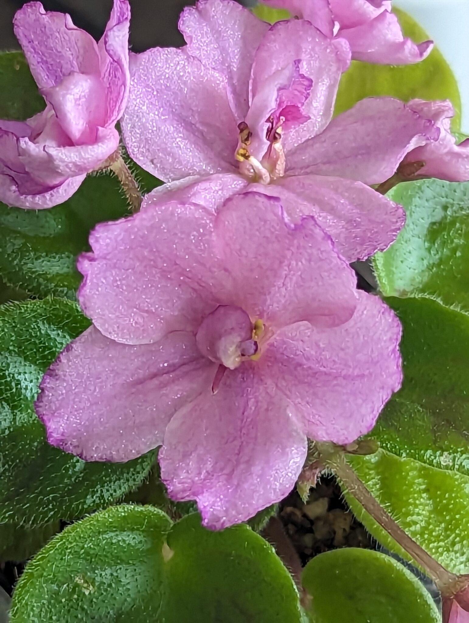 Morgan’s Pu Yi Semi Mini – Baby Violets