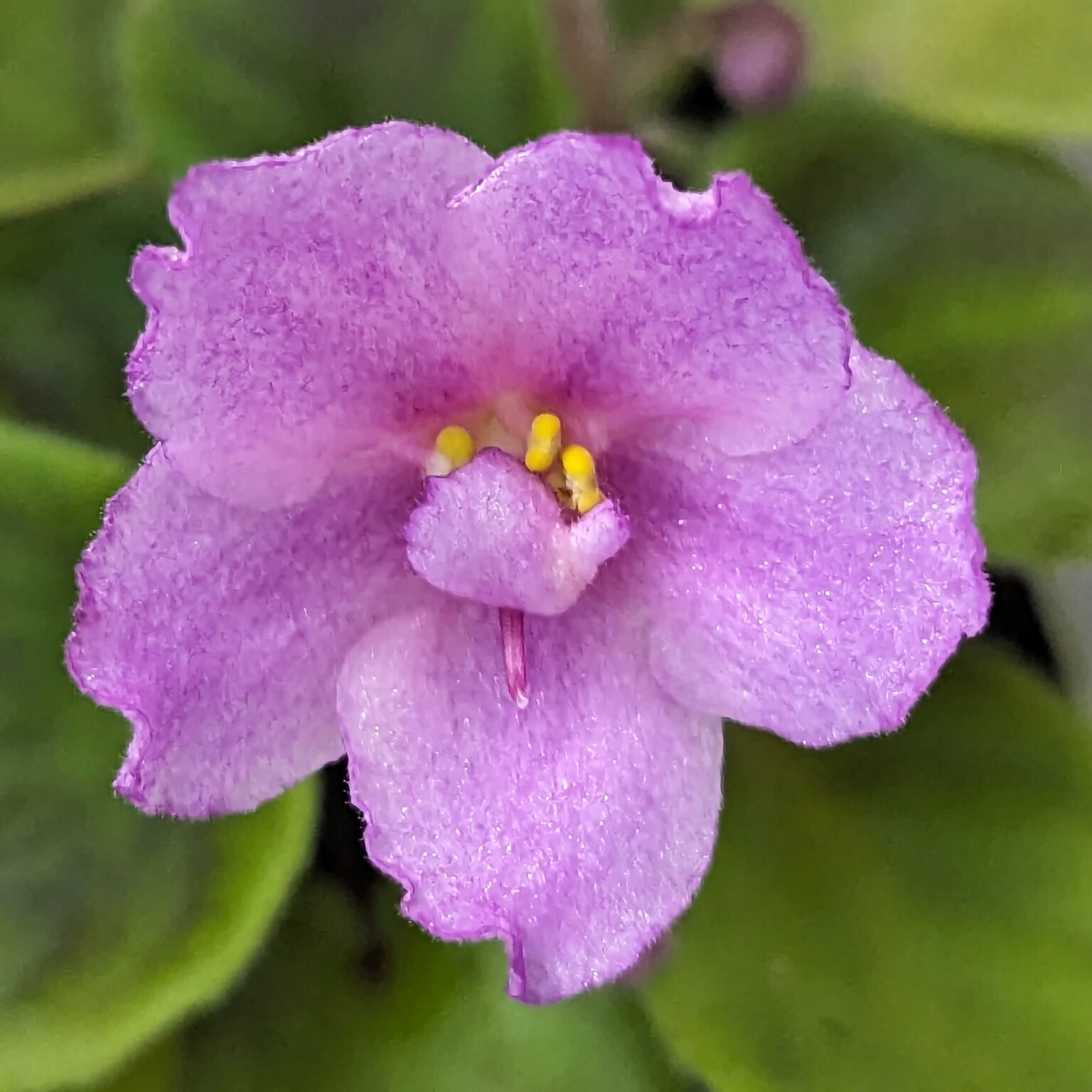 Morgan’s Pu Yi Semi Mini – Baby Violets