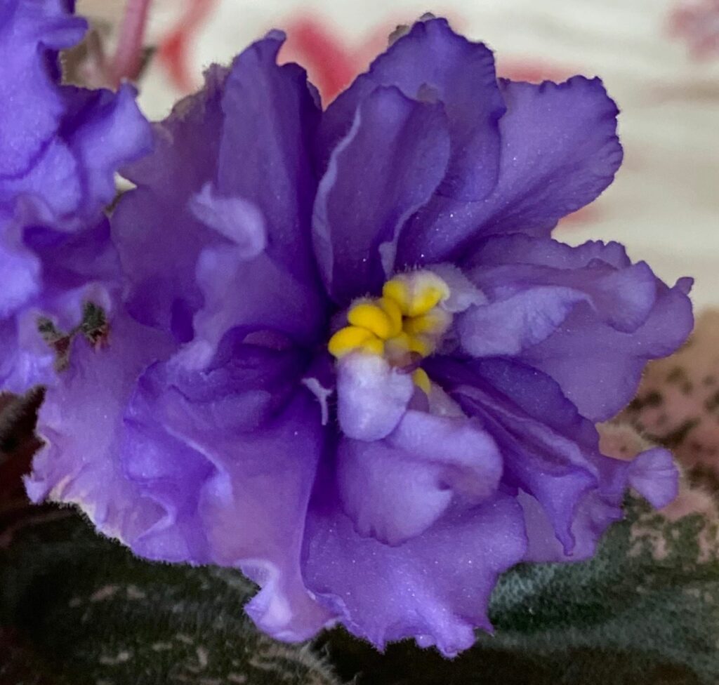Whisper Blue Standard 1984 – Baby Violets