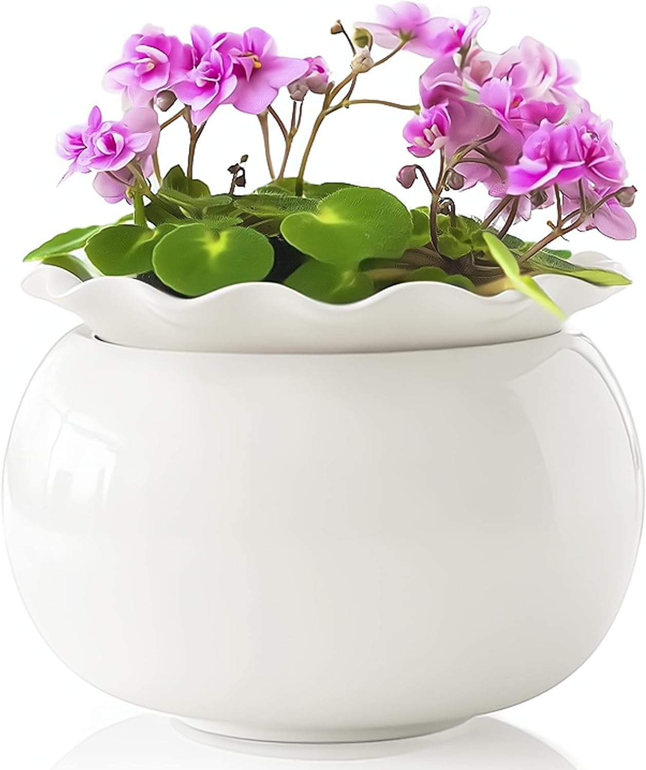 The Soil and Root pH of African Violet Plants – Baby Violets