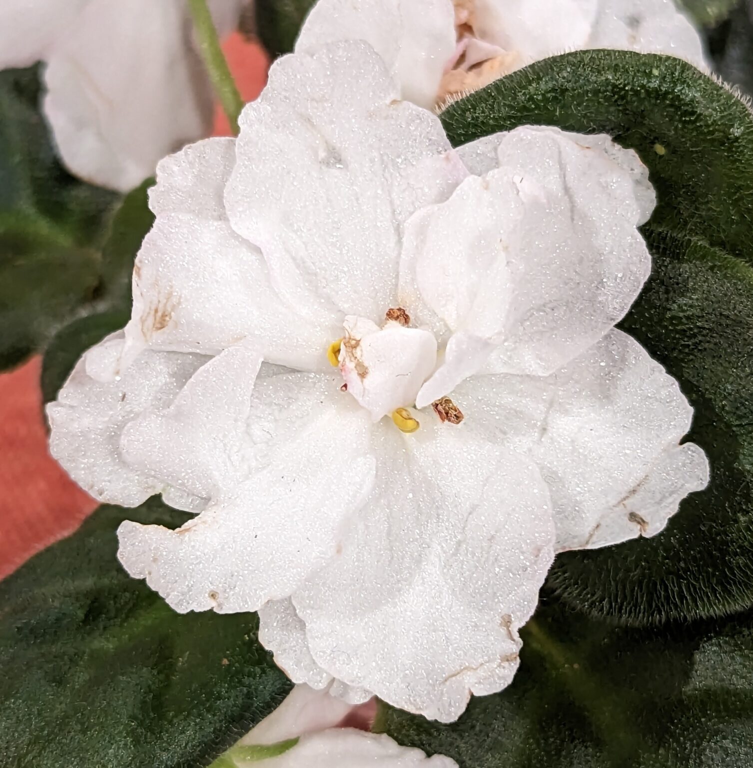 LE White Kameliya Camelia – Baby Violets