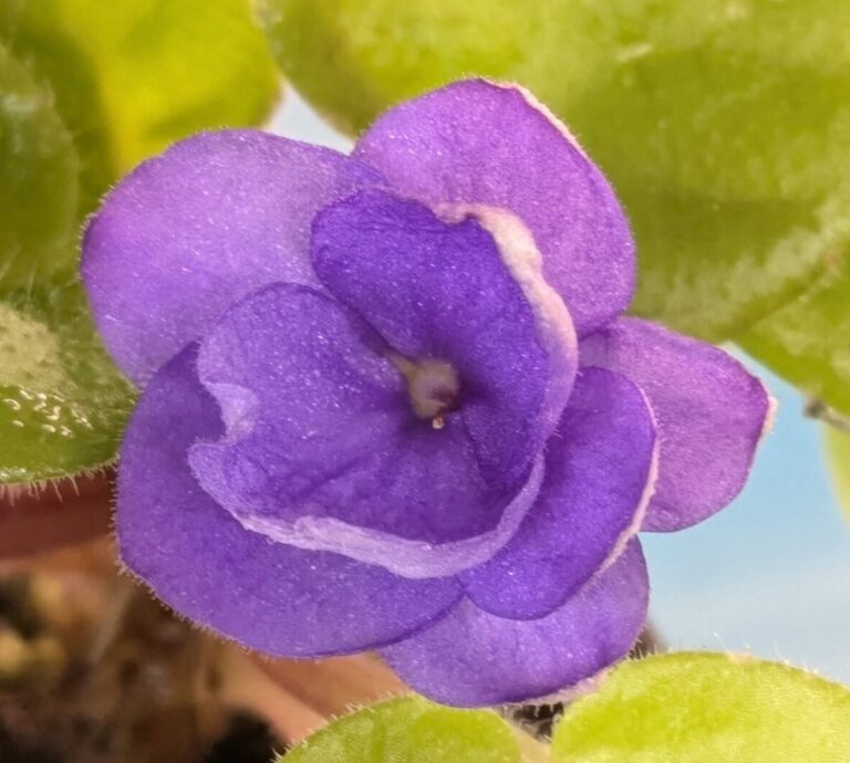 Blueberries N Cream Mini trailer – Baby Violets