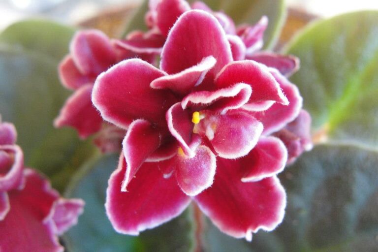 Bob Serbin Standard 1995 J. Brownlie – Baby Violets